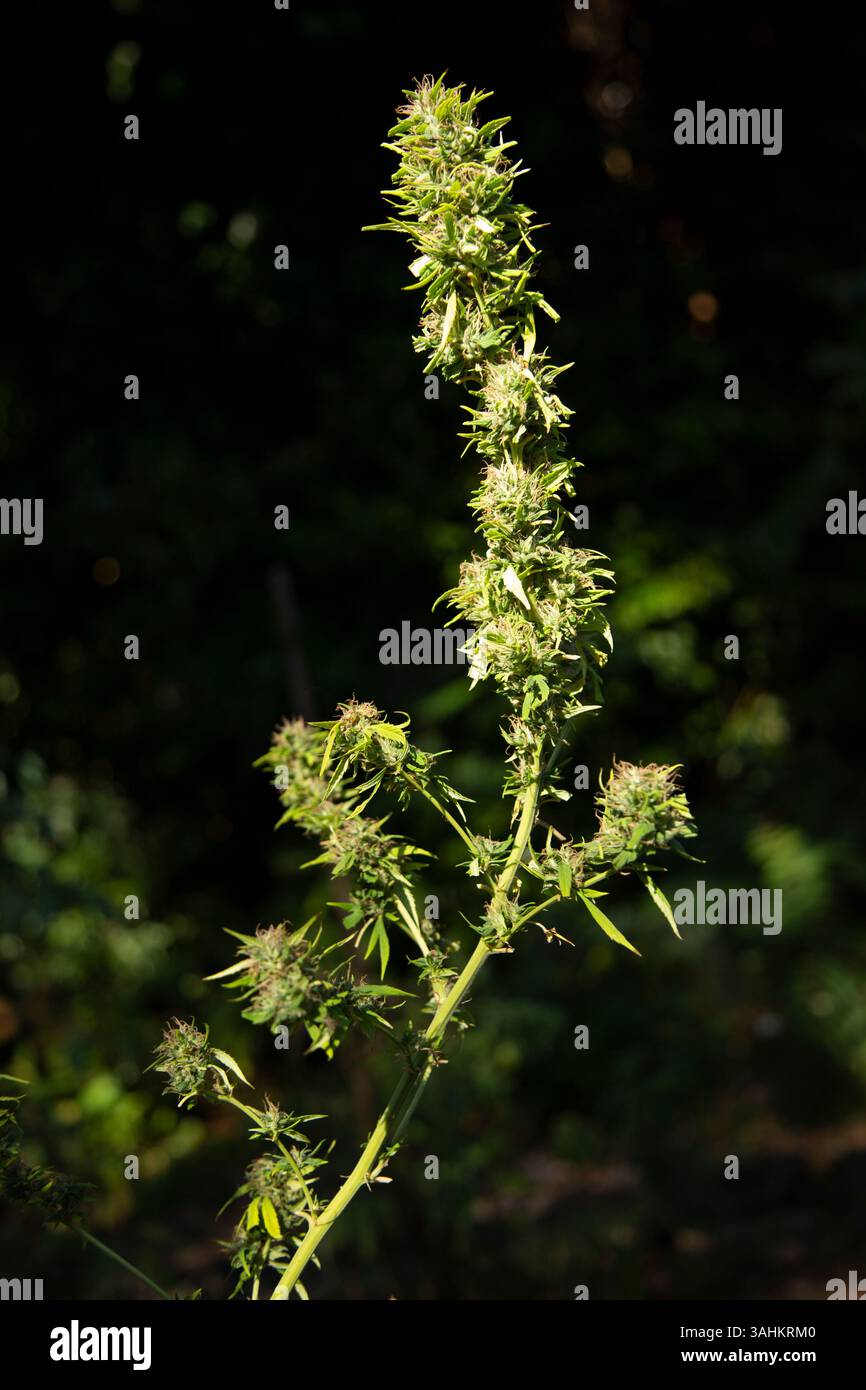 Tall cannabis plant with dense green buds against a dark, natural ...
