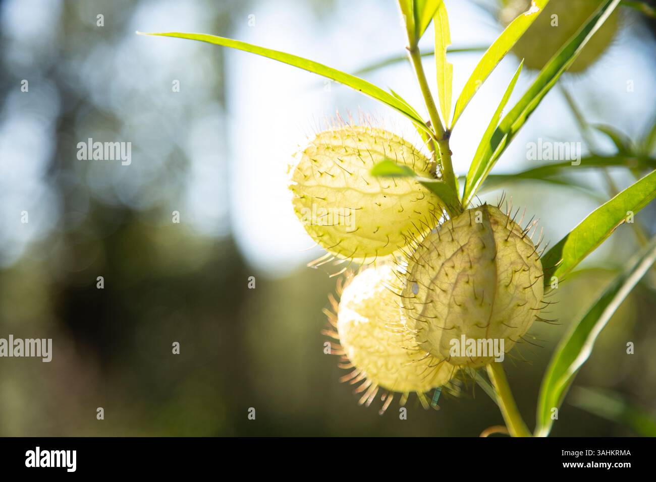 Bright green spiky balloon-like pods of a swan plant with leaves ...