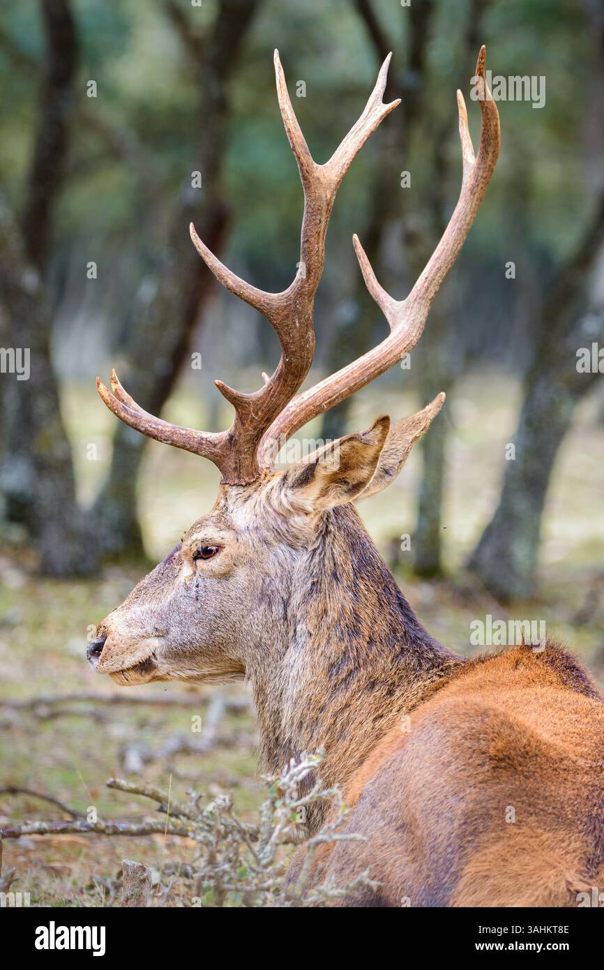 Red deer stag resting in the forest, close-up profile view Cervus ...