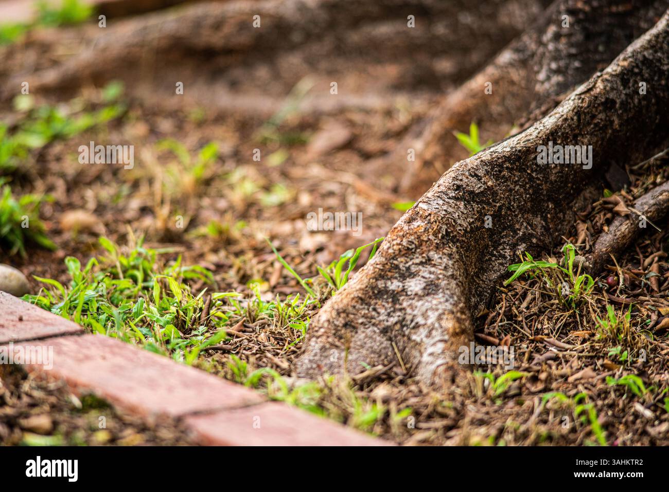 Tree root emerging from soil near red brick edge with grass and dry ...