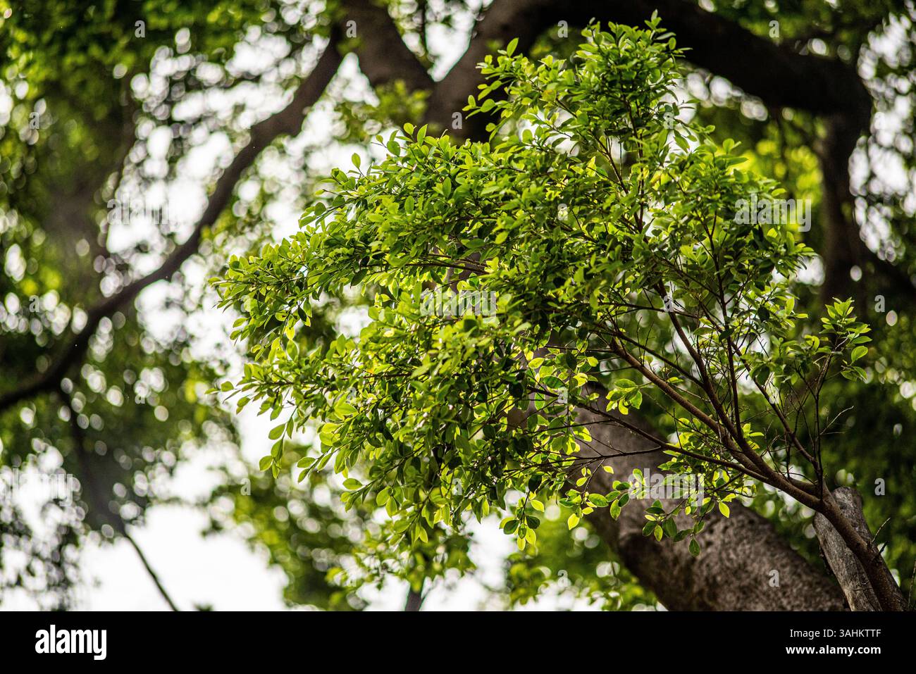 Lush green tree branches and leaves against a bright, dappled sky ...