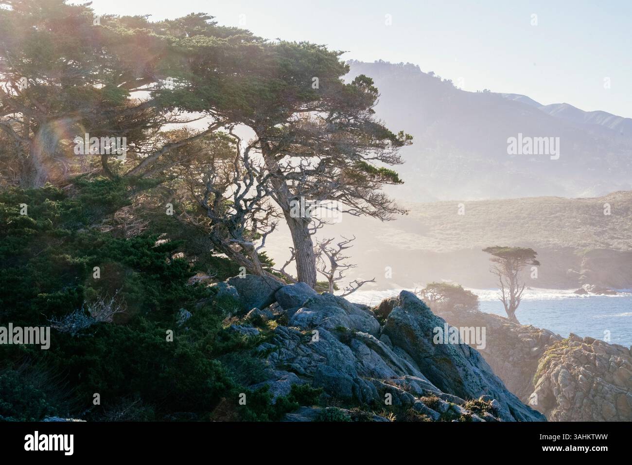 Coastal landscape with rugged rocks, windswept trees, and distant misty ...
