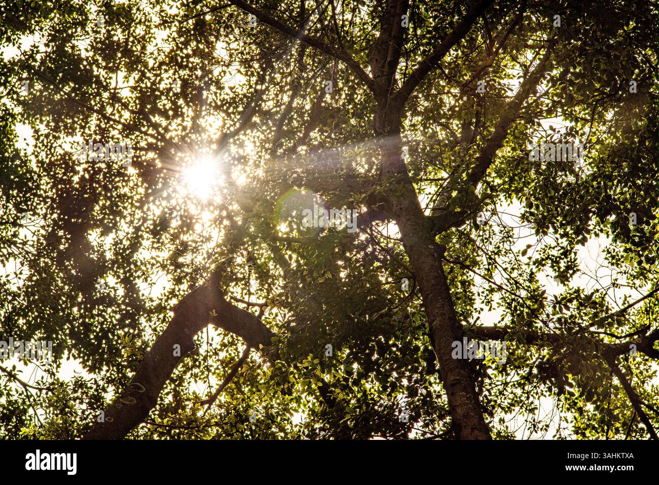 Sunlight peeking through dense forest canopy with visible rays and leaf ...