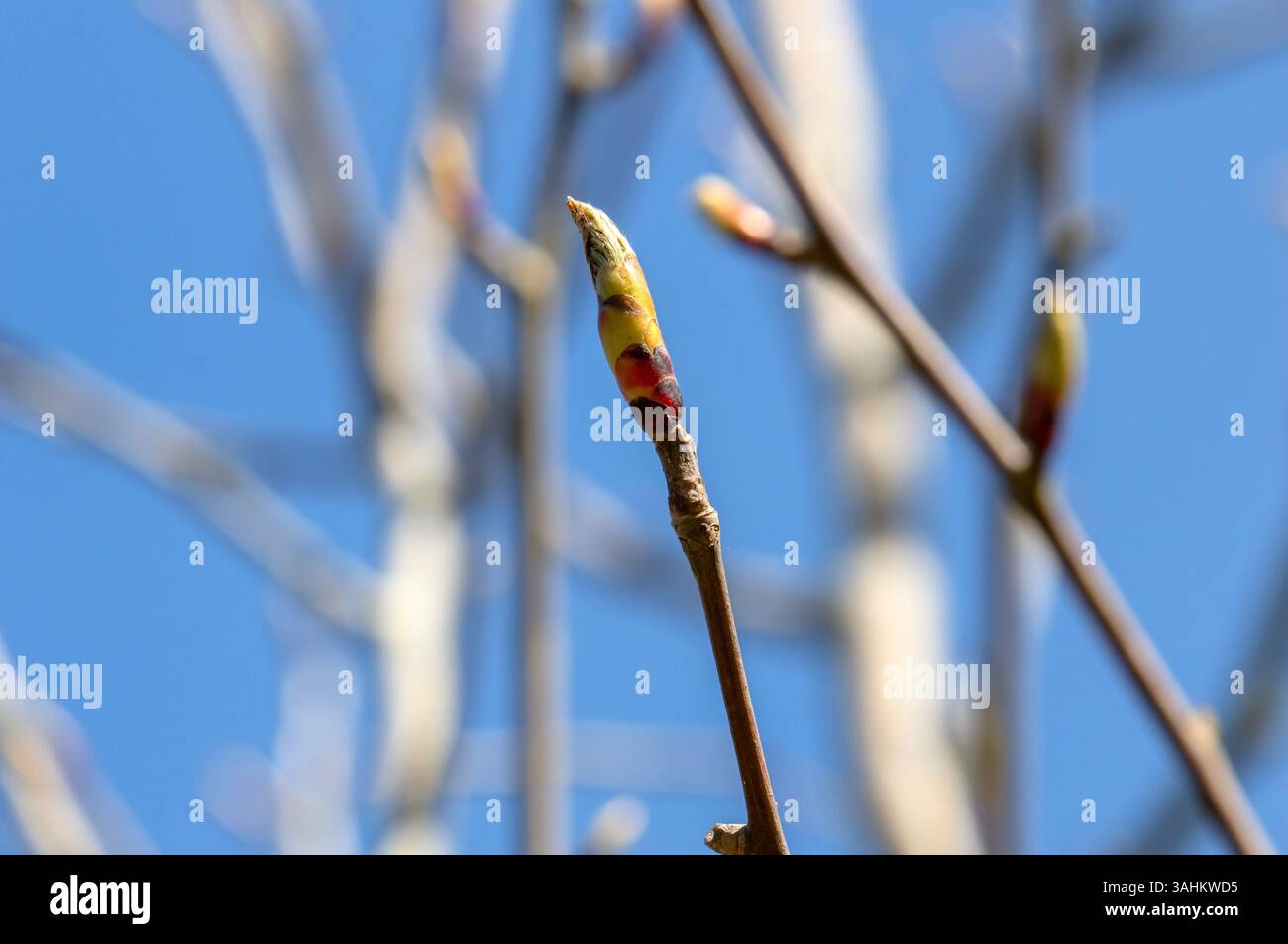 Close Up Branch Of A Davidia Involucrata Stock Photo - Alamy
