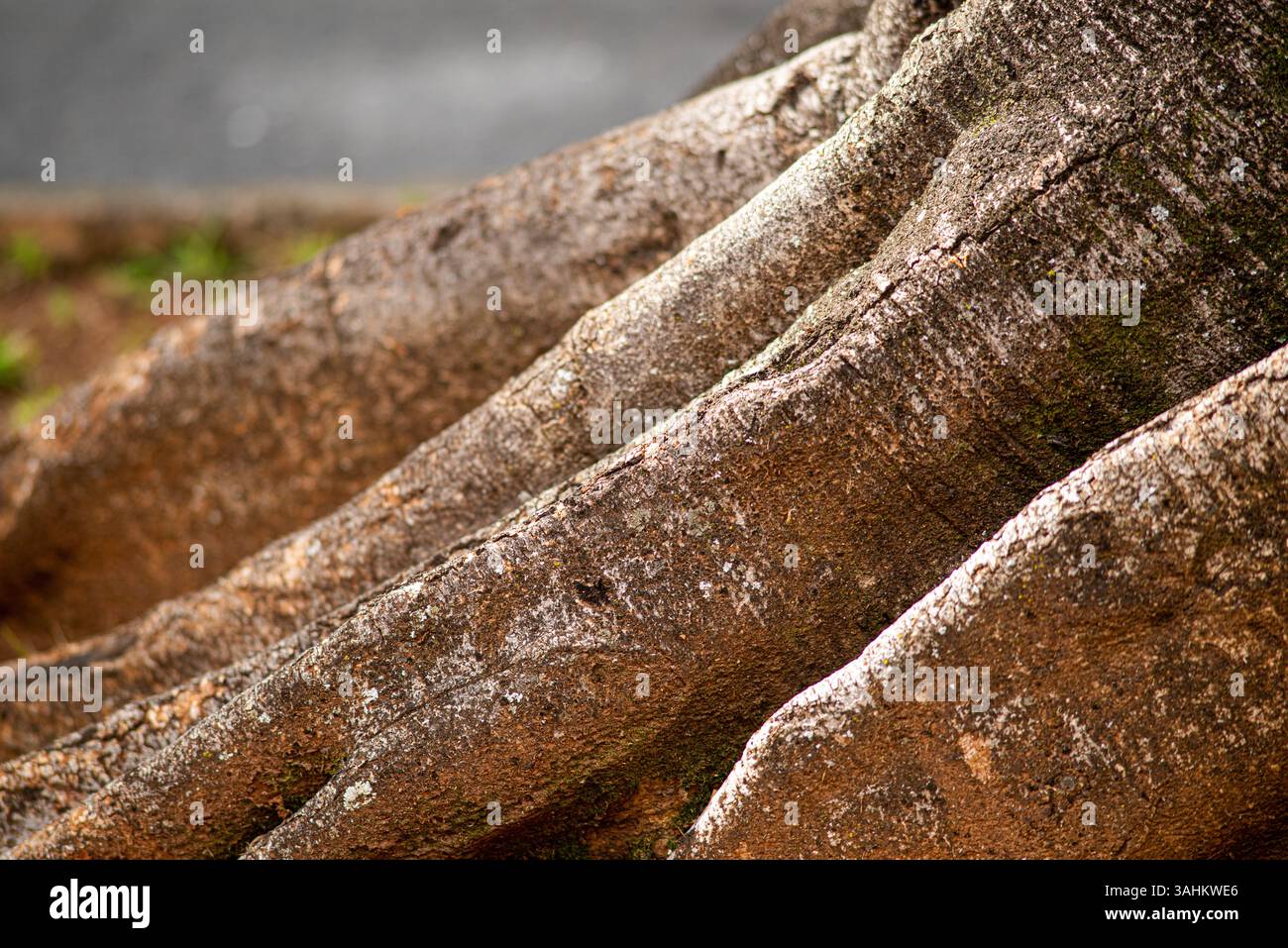 Detailed view of thick urban tree roots exposed above ground ...