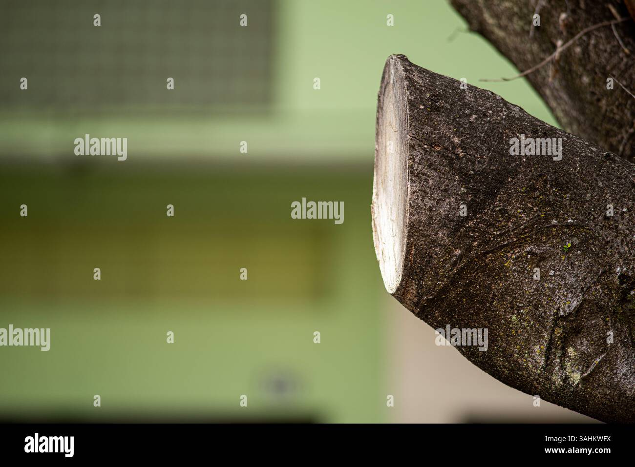 Close-up of a recently cut tree branch showing a clean circular cut ...