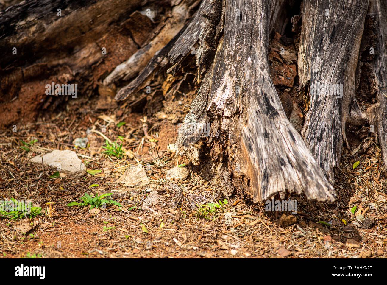 A decaying tree base rests on the urban soil, showing textures of ...