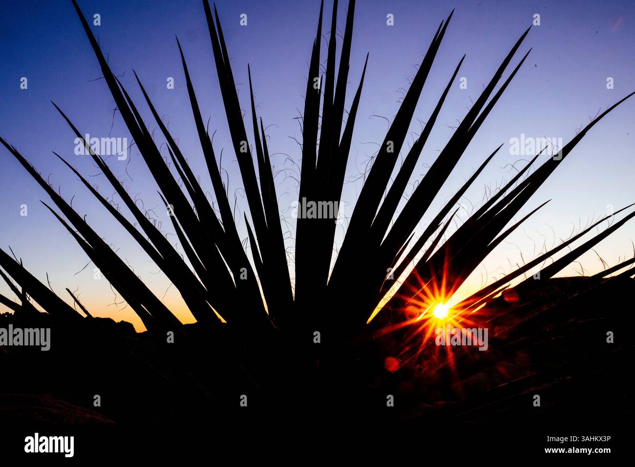 Silhouette of spiky plant against vibrant sunrise with clear sky ...