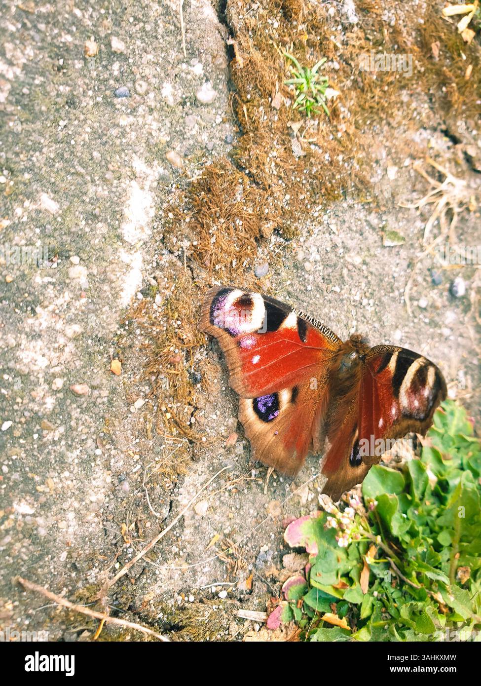 Close up of a peacock butterfly with open wings on a stone wall Stock ...