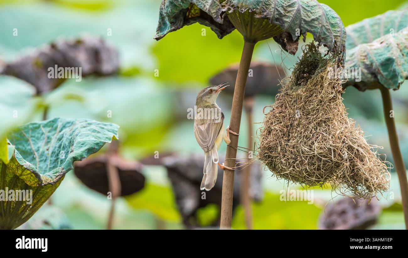 Bird (Plain Prinia, White-browed Prinia, Plain Wren-Warbler, Brown Wren ...