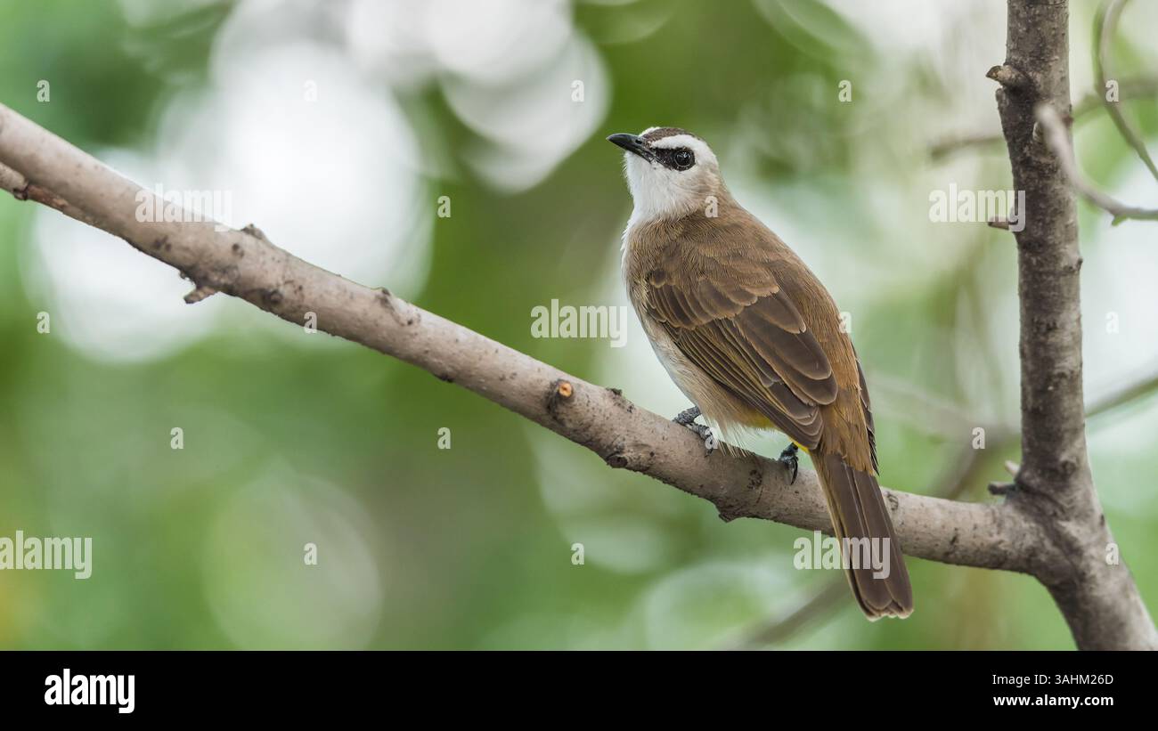 Bird (Yellow-vented Bulbul, Pycnonotus goiavier) black, yellow and ...