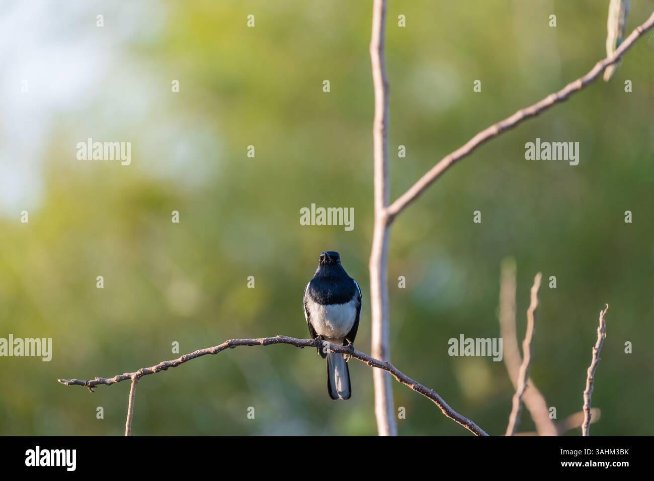 Bird (Oriental magpie-robin or Copsychus saularis) male black and white ...