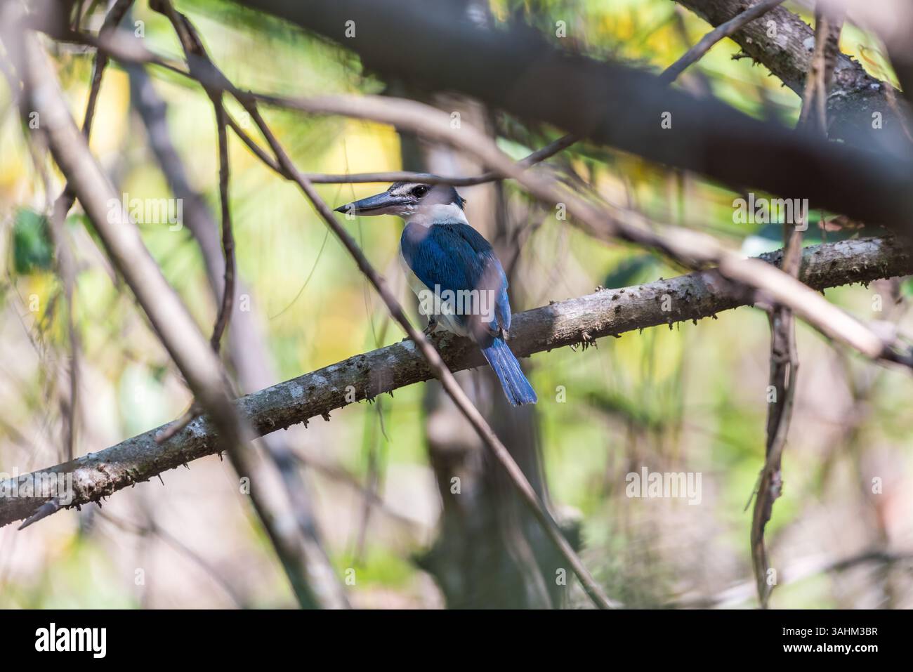 Bird (Collared kingfisher, White-collared kingfisher) blue color and ...
