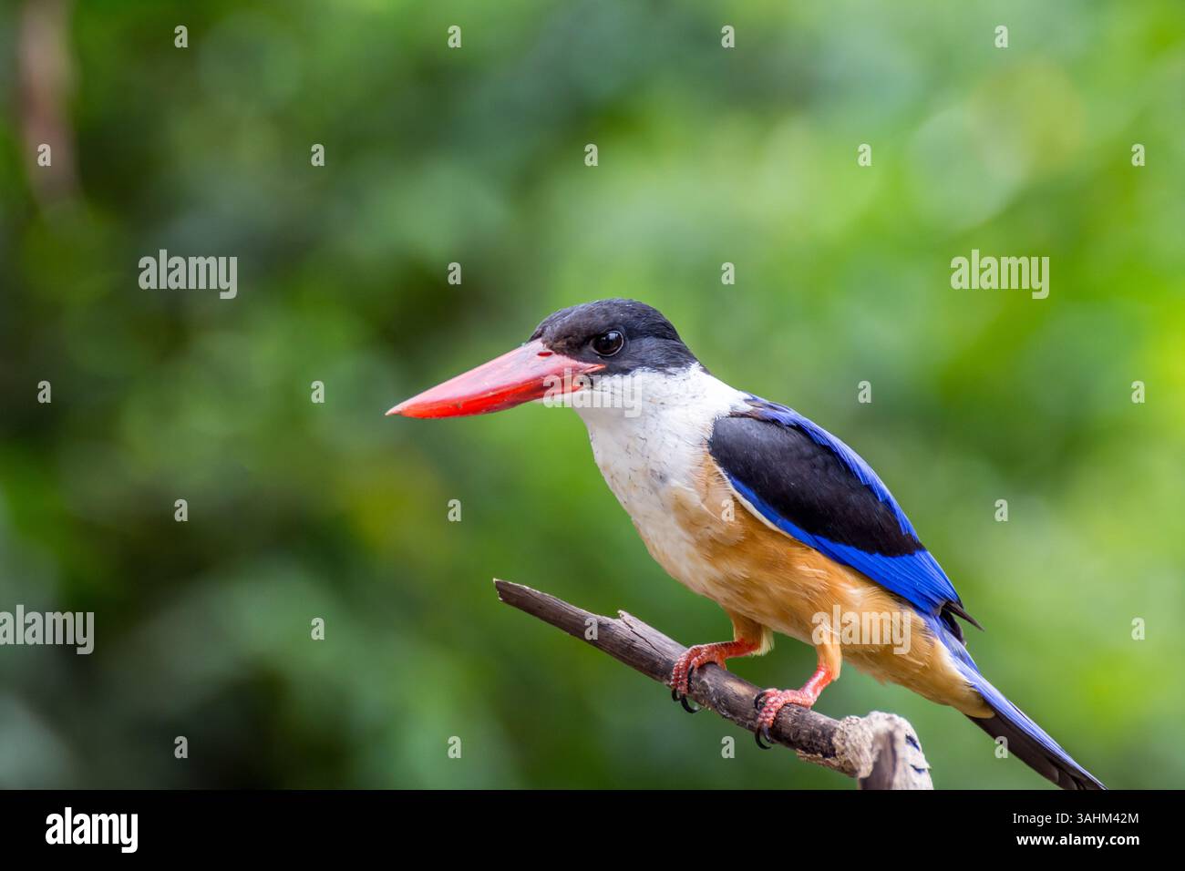 Bird (Black-capped Kingfisher, Halcyon pileata) purple-blue wings and ...