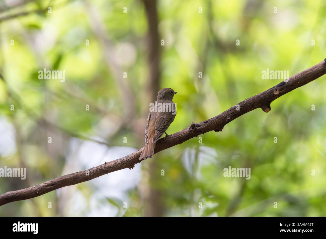 Bird (Blue-and-white Flycatcher, Japanese Flycatcher) female brown ...