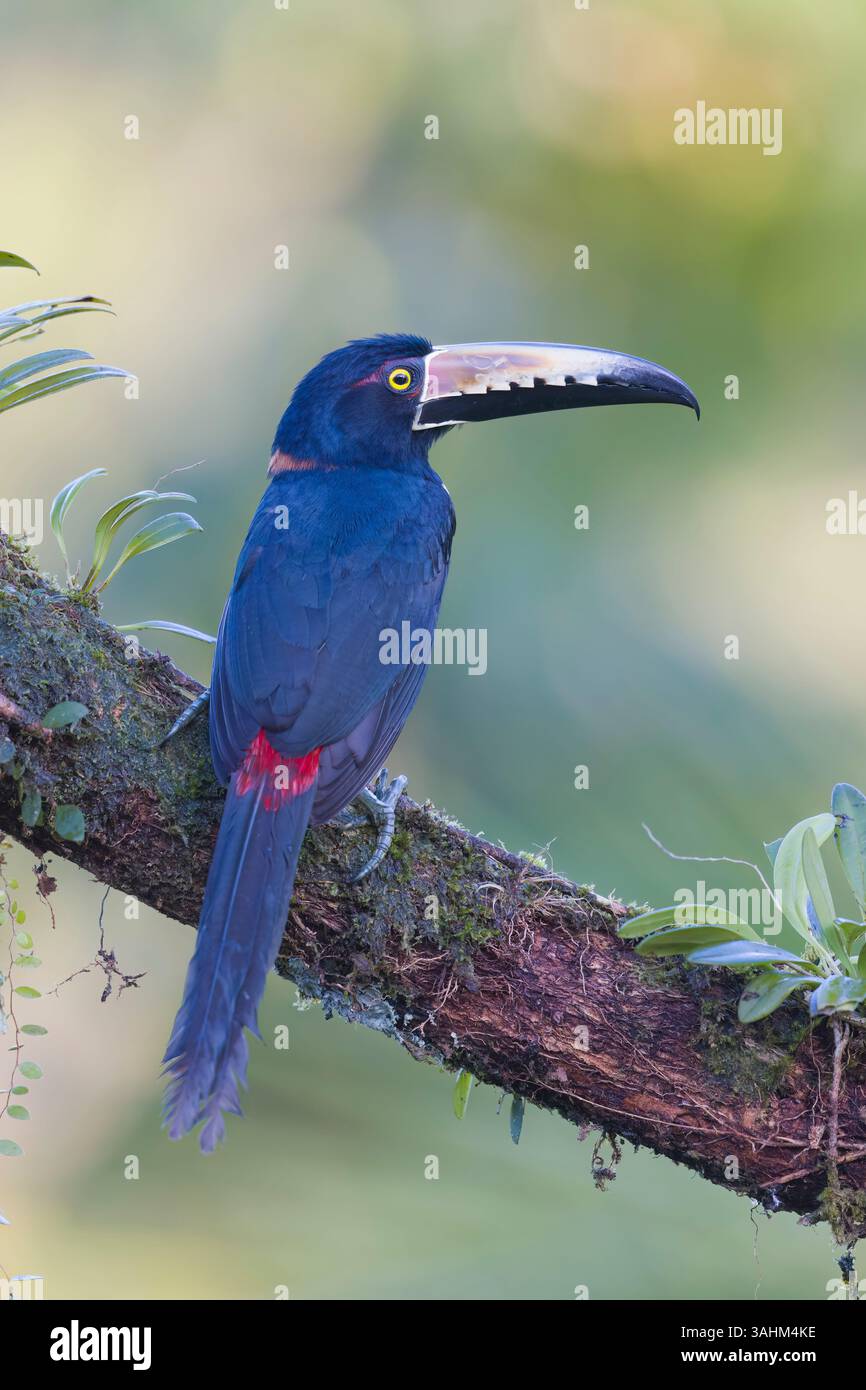Collared Aracari in Costa Rica Stock Photo - Alamy