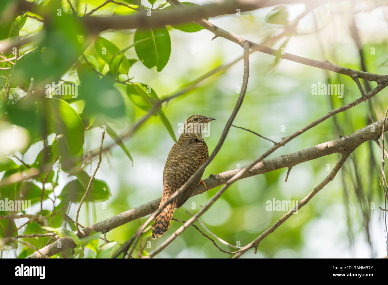 Bird (Plaintive Cuckoo, Cacomantis merulinus) black, yellow, brown and ...