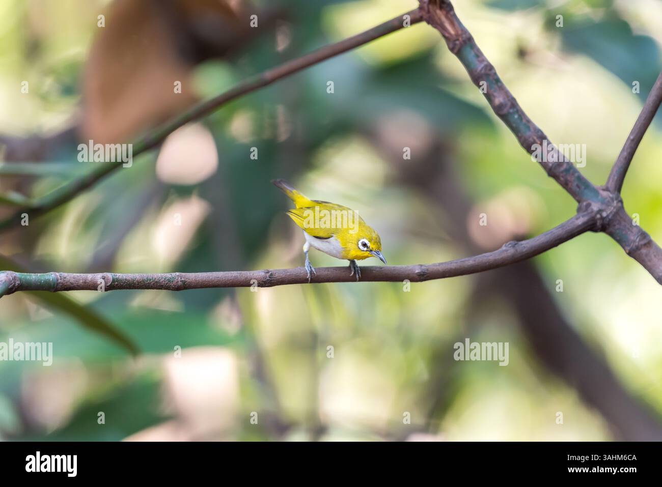 Bird (Swinhoe’s White-eye, Oriental white-eye, Zosterops simplex) with ...