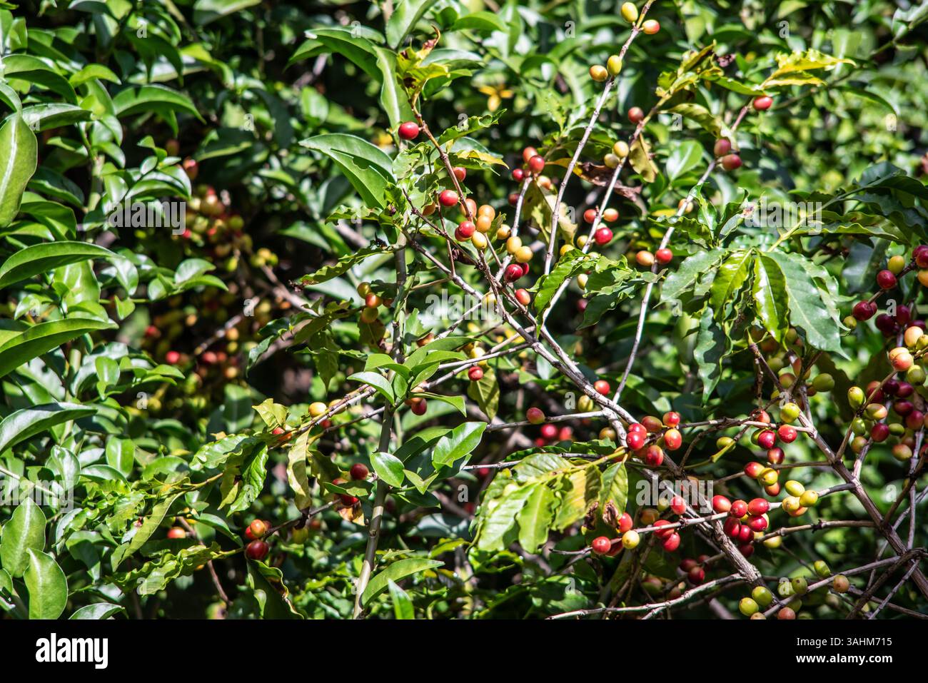 fresh coffee beans (plant) on twigs with green vegetation around it on ...