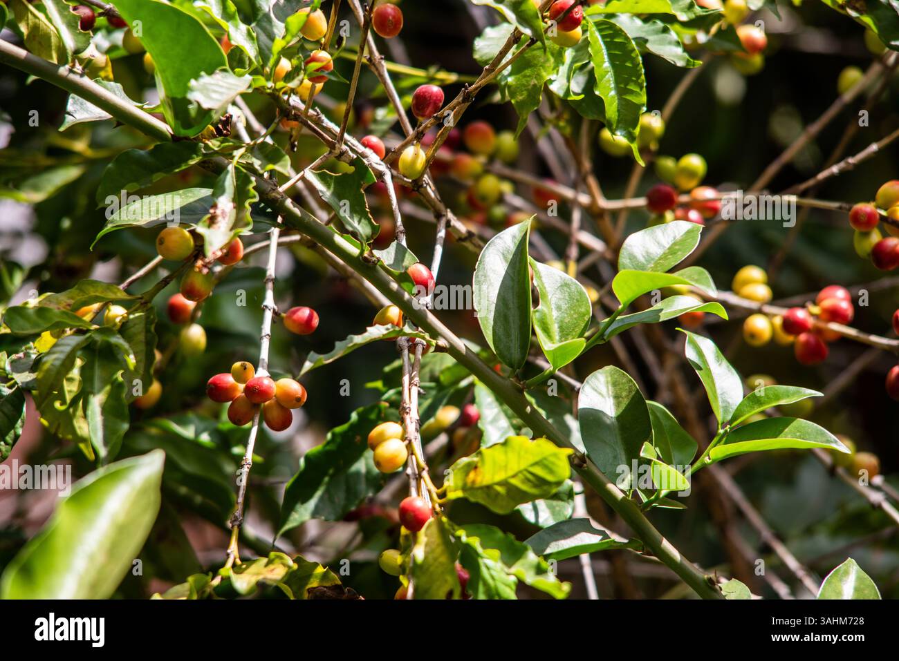 fresh coffee beans (plant) on twigs with green vegetation around it on ...