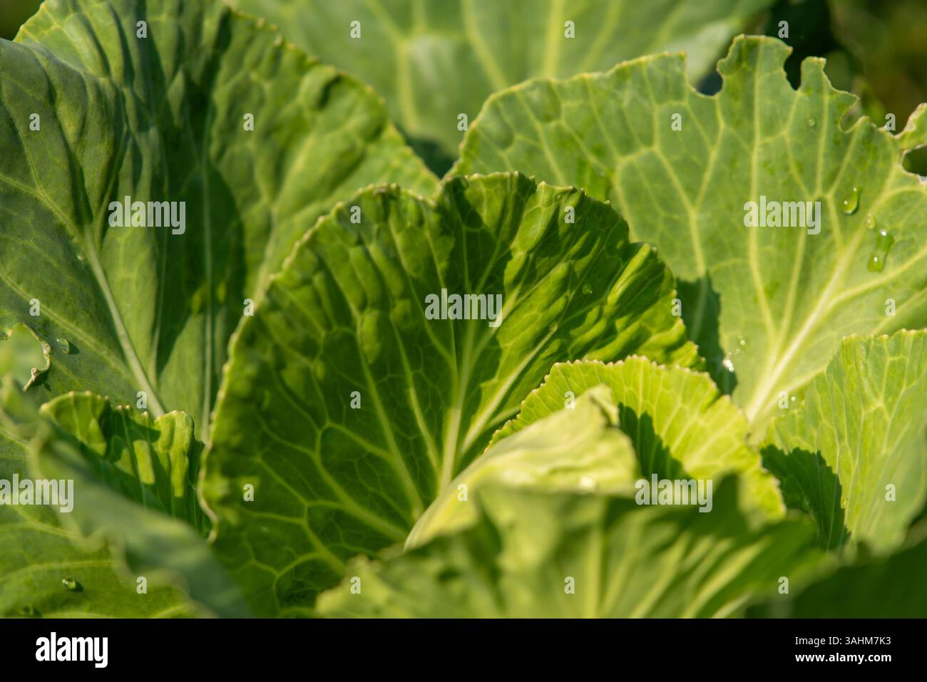 Greenery background, green color of nature plant and leaf environment ...