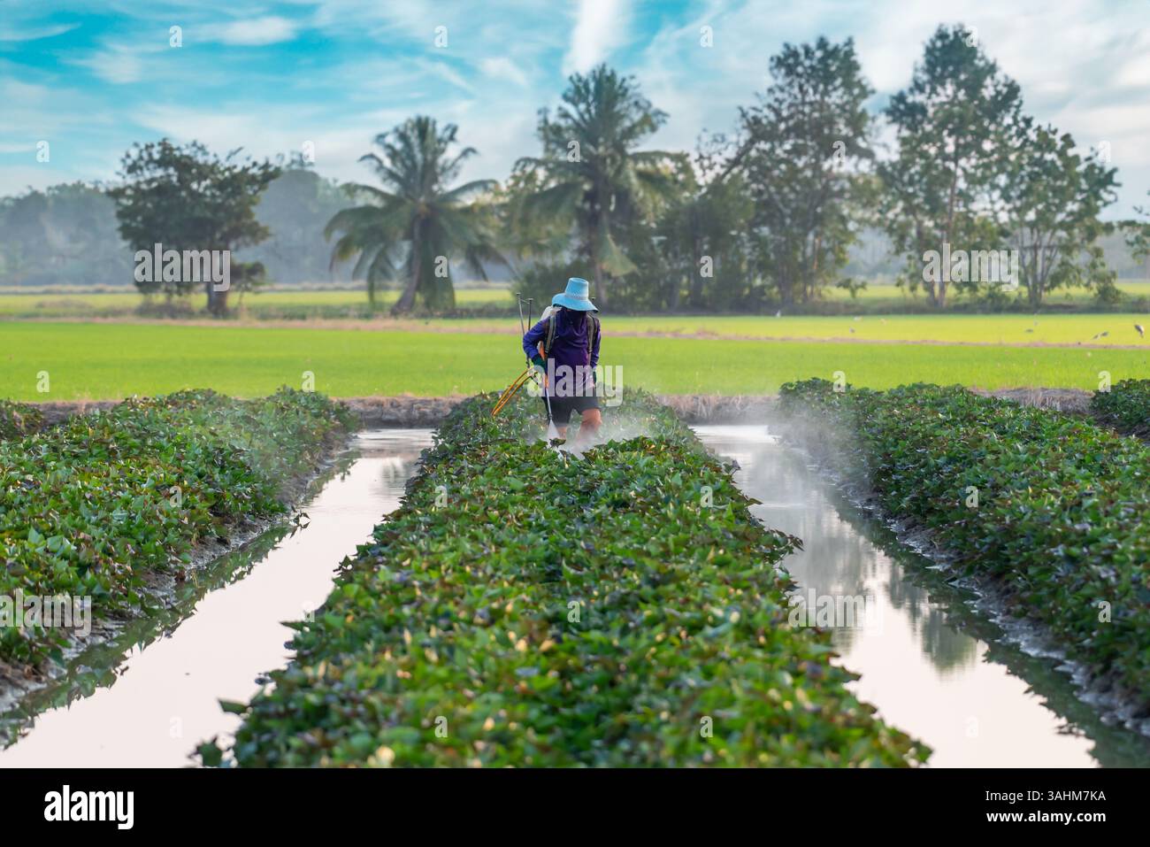 Nature of sweet potatoes plantation or yam farming on rural land green ...
