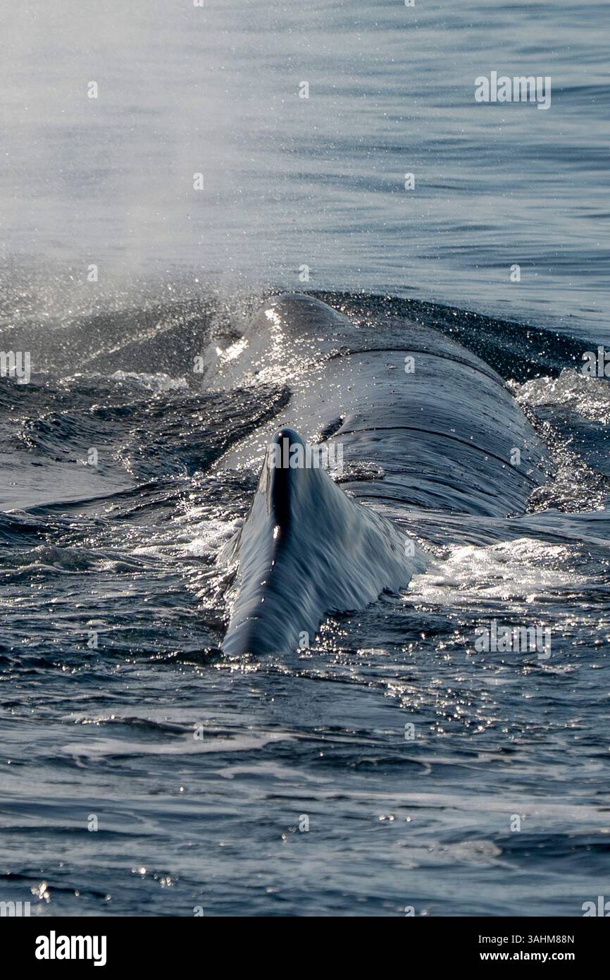 A Physeter macrocephalus spermwhale in mediterranean sea Stock Photo ...