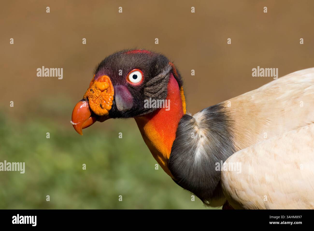 Adult King Vulture in Costa Rica Stock Photo - Alamy