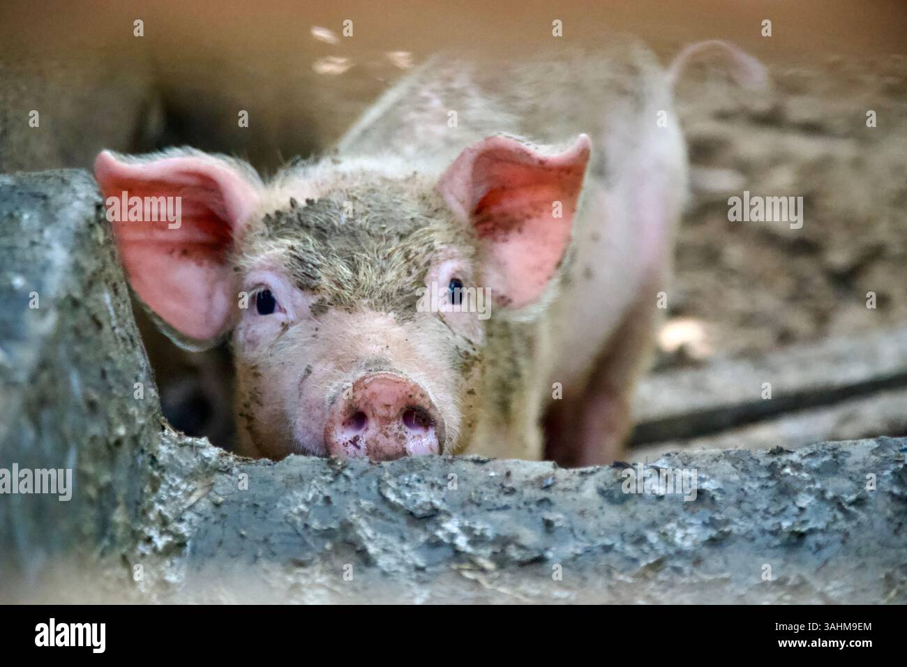 a pig in the stable with its mother, a piglet in a dirty wooden stable ...