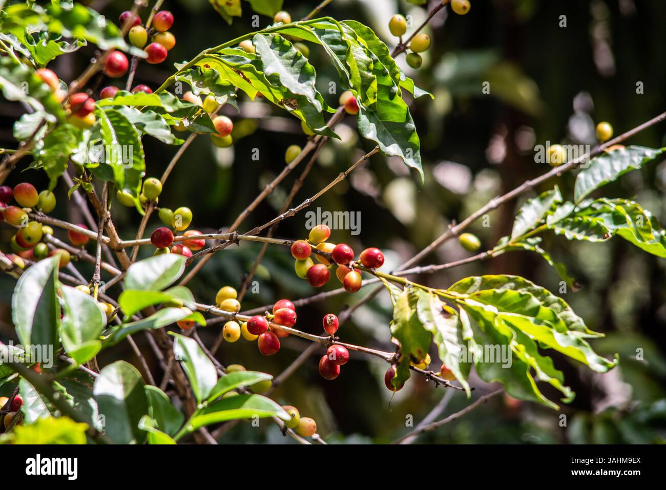 fresh coffee beans (plant) on twigs with green vegetation around it on ...