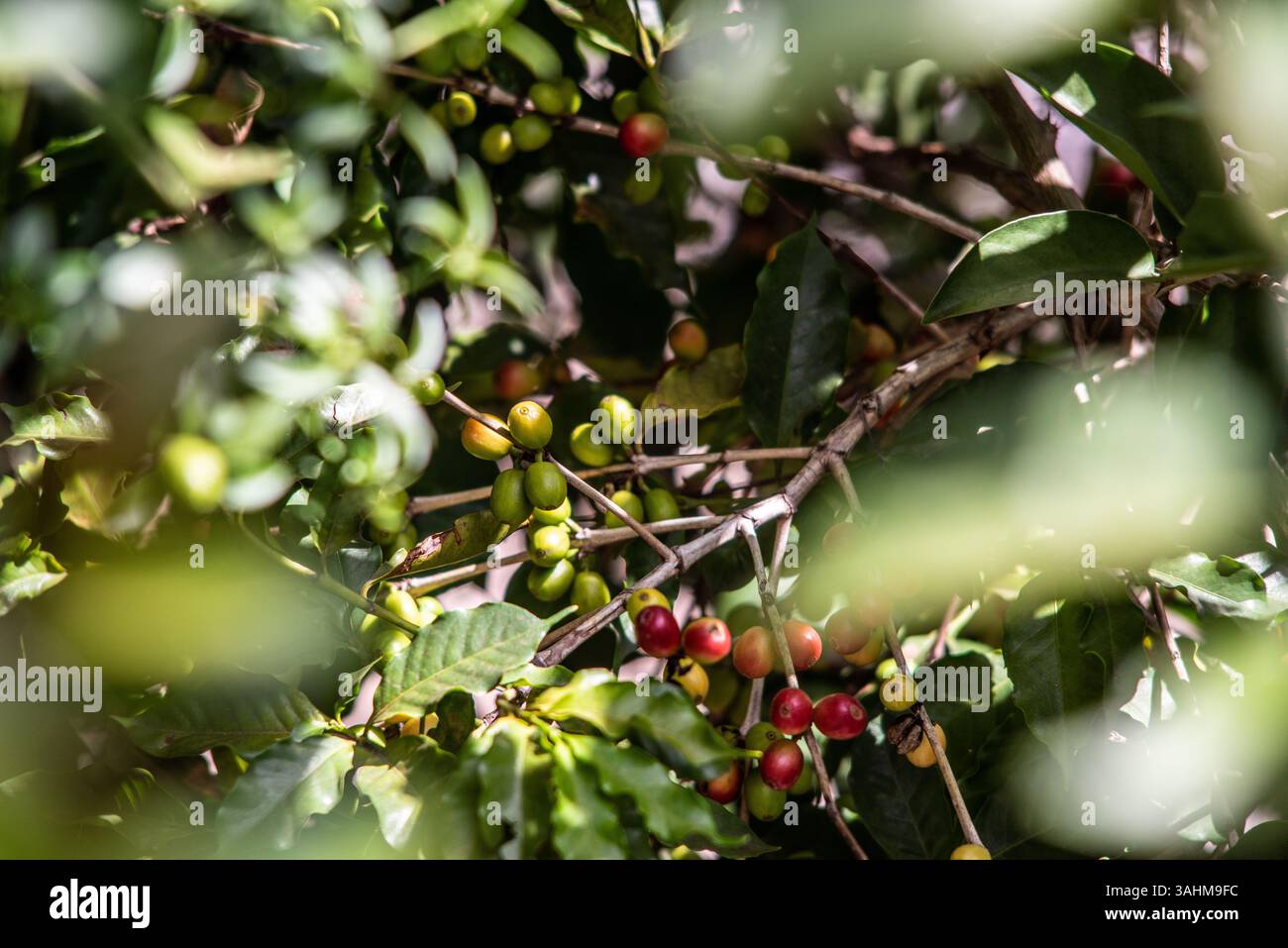 fresh coffee beans (plant) on twigs with green vegetation around it on ...
