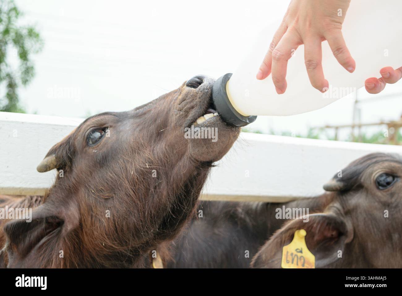 Buffalo in farm รื hi-res stock photography and images - Alamy