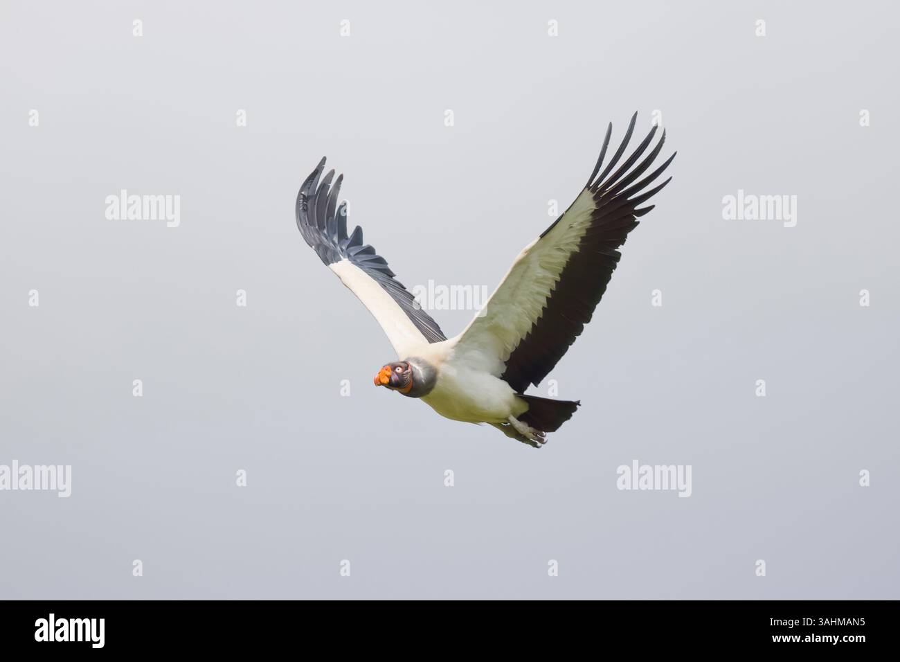 Adult King Vulture in flight Costa Rica Stock Photo - Alamy