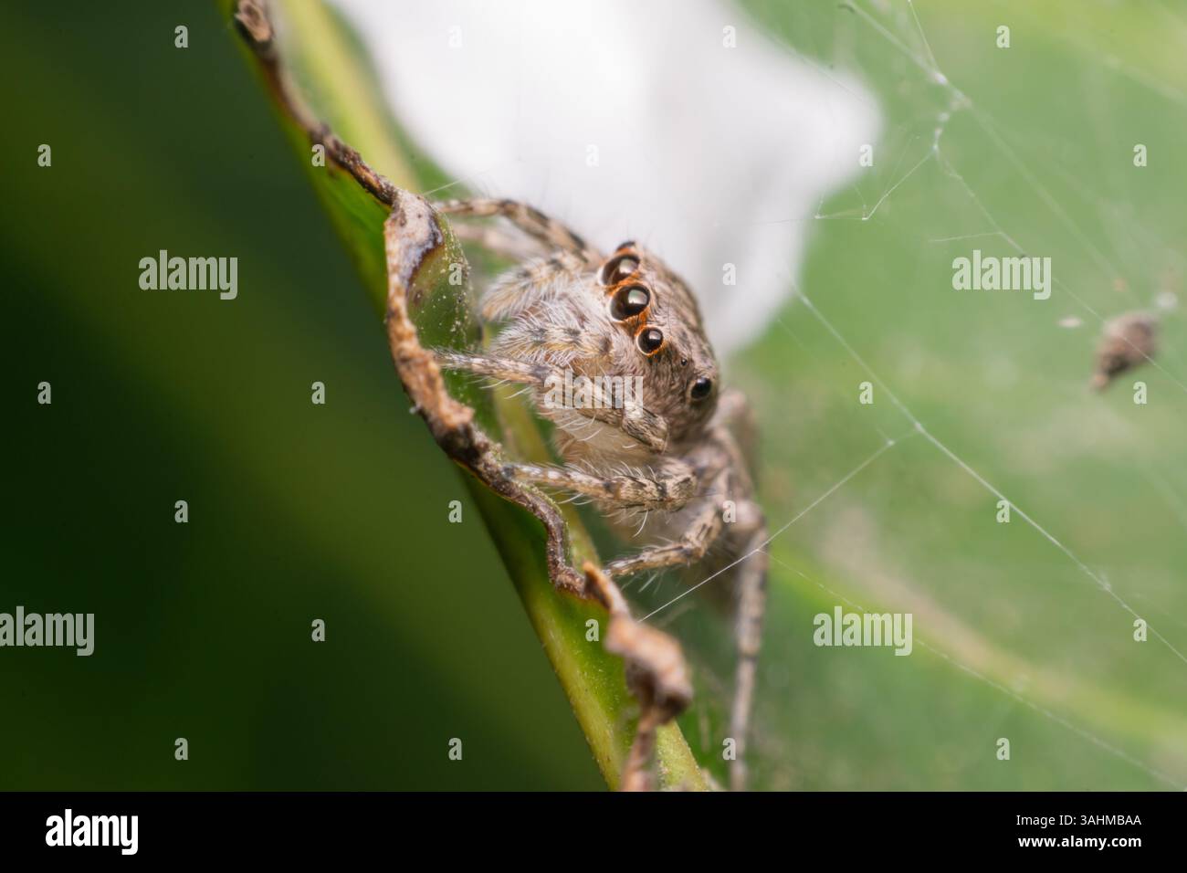 Macro of spider insect focus at eye close up on the leave in nature ...