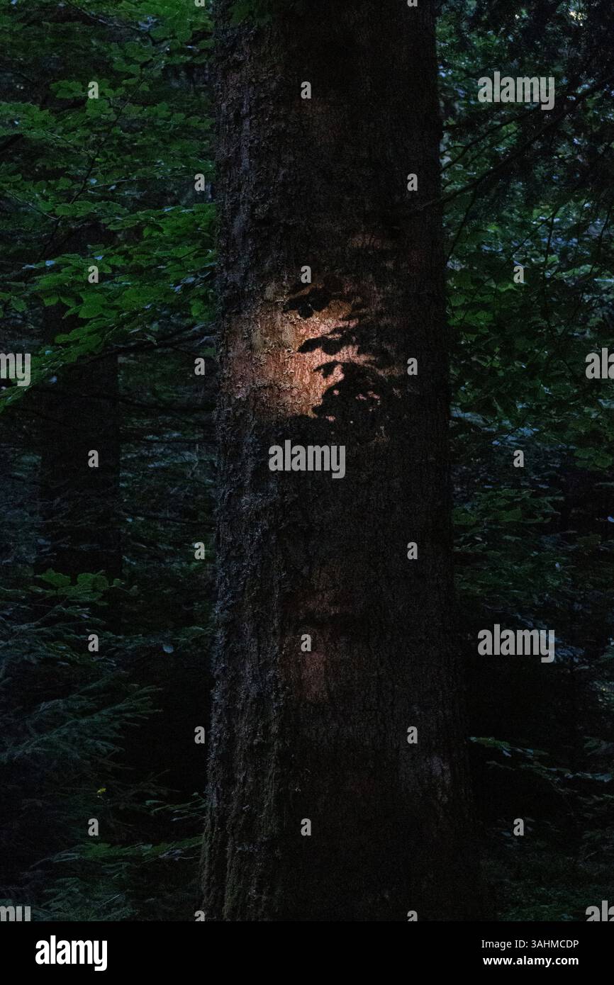 Forest Spotlight – A Beam of Summer Magic on the Bark Stock Photo - Alamy