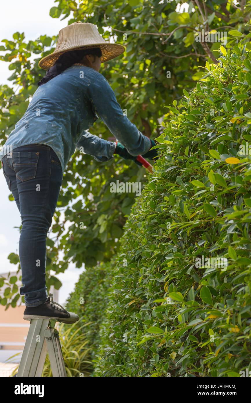 Worker chop the tree branch in park Stock Photo - Alamy