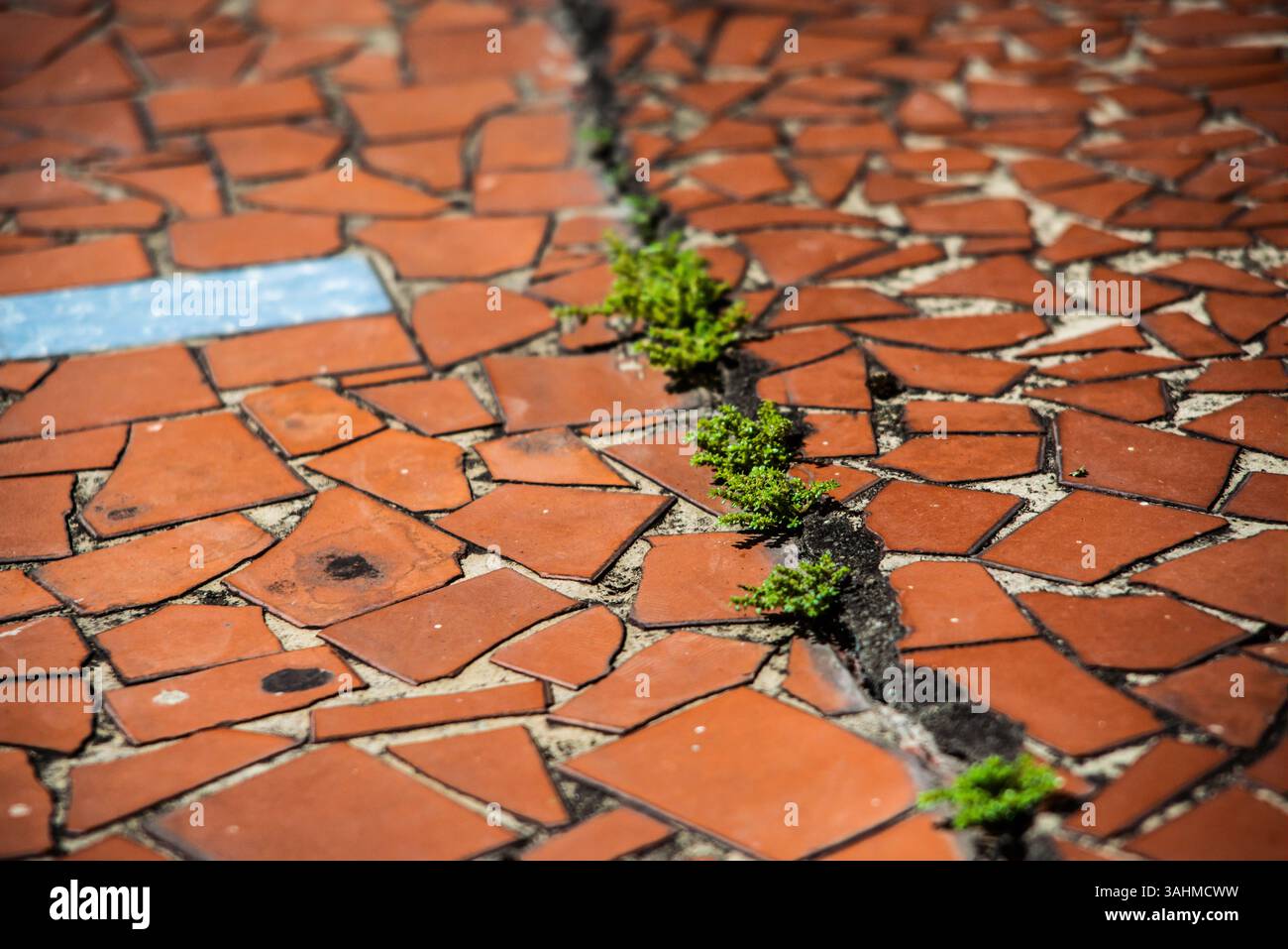 green plant with tiny leaves ground out of a crack on the ground Stock ...