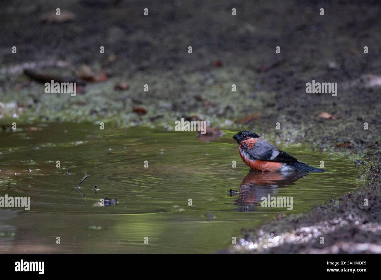 Eurasian Bullfinch Bathing in a Forest Puddle Stock Photo - Alamy