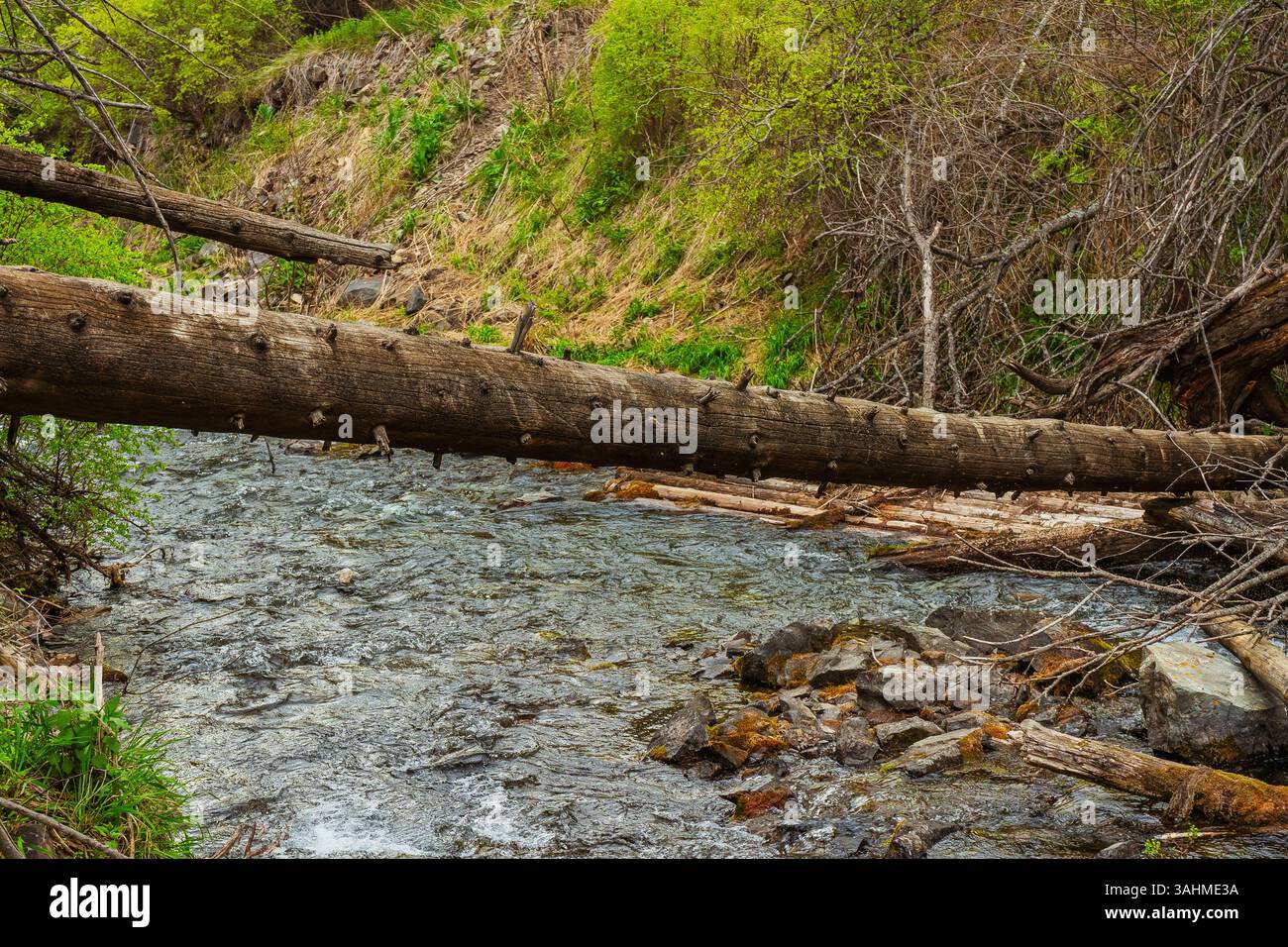 old tree fallen into the river. trunk of old spruce rotting in water ...