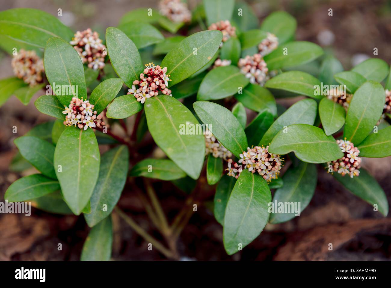 Blooming Skimmia japonica Rubella in garden, evergreen fragrant plant ...