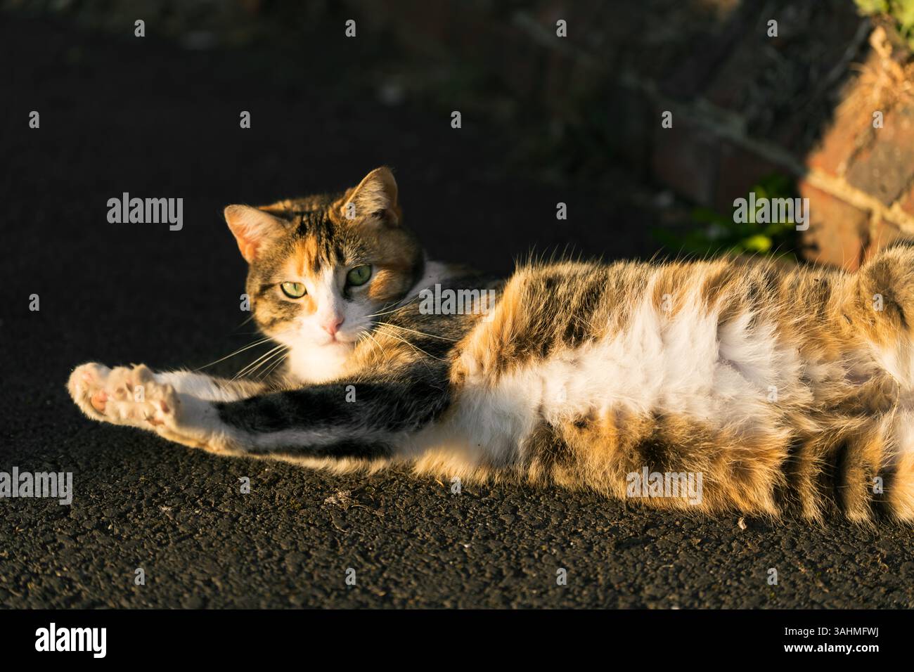 Cat high resolution hi-res stock photography and images - Alamy