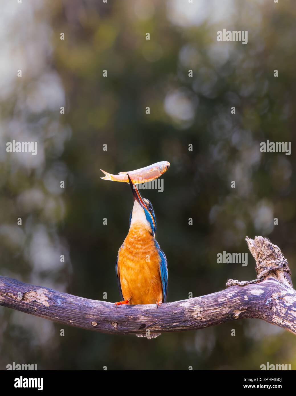 Kingfisher on a tree branch after catching a fish Stock Photo - Alamy