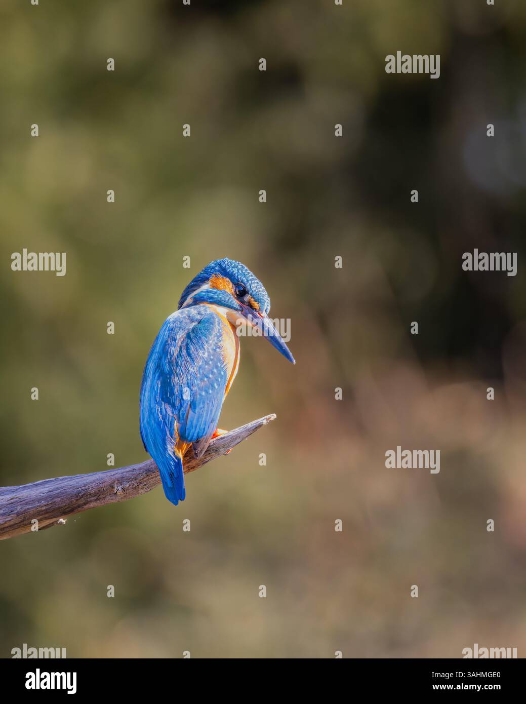 Kingfisher on a tree branch bathing in sunlight waiting to catch a fish ...
