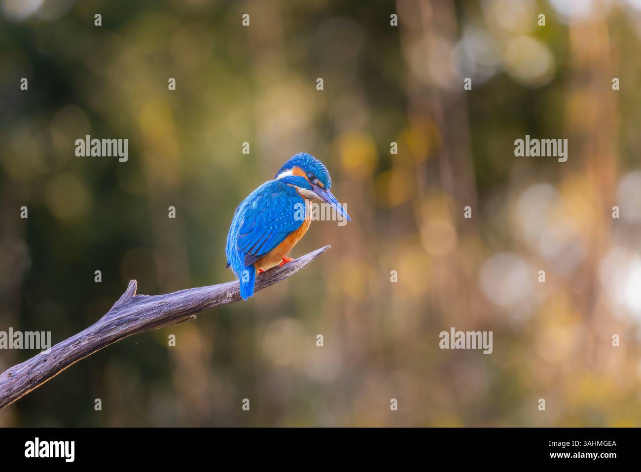 Kingfisher on a tree branch bathing in sunlight waiting to catch a fish ...
