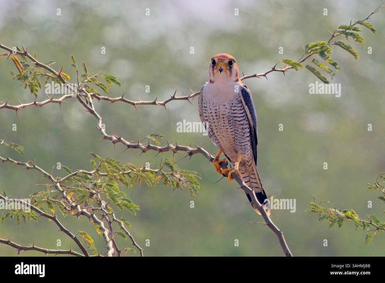 Red-necked Falcon (Falco chicquera)(or red-headed falcon), perched in a ...