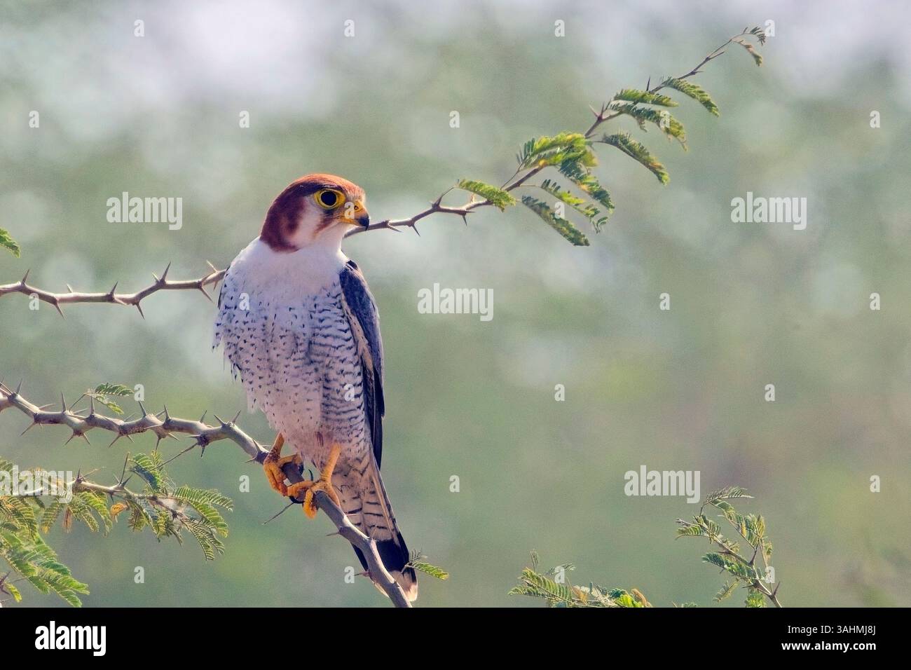 Red-necked Falcon (Falco chicquera)(or red-headed falcon), perched in a ...