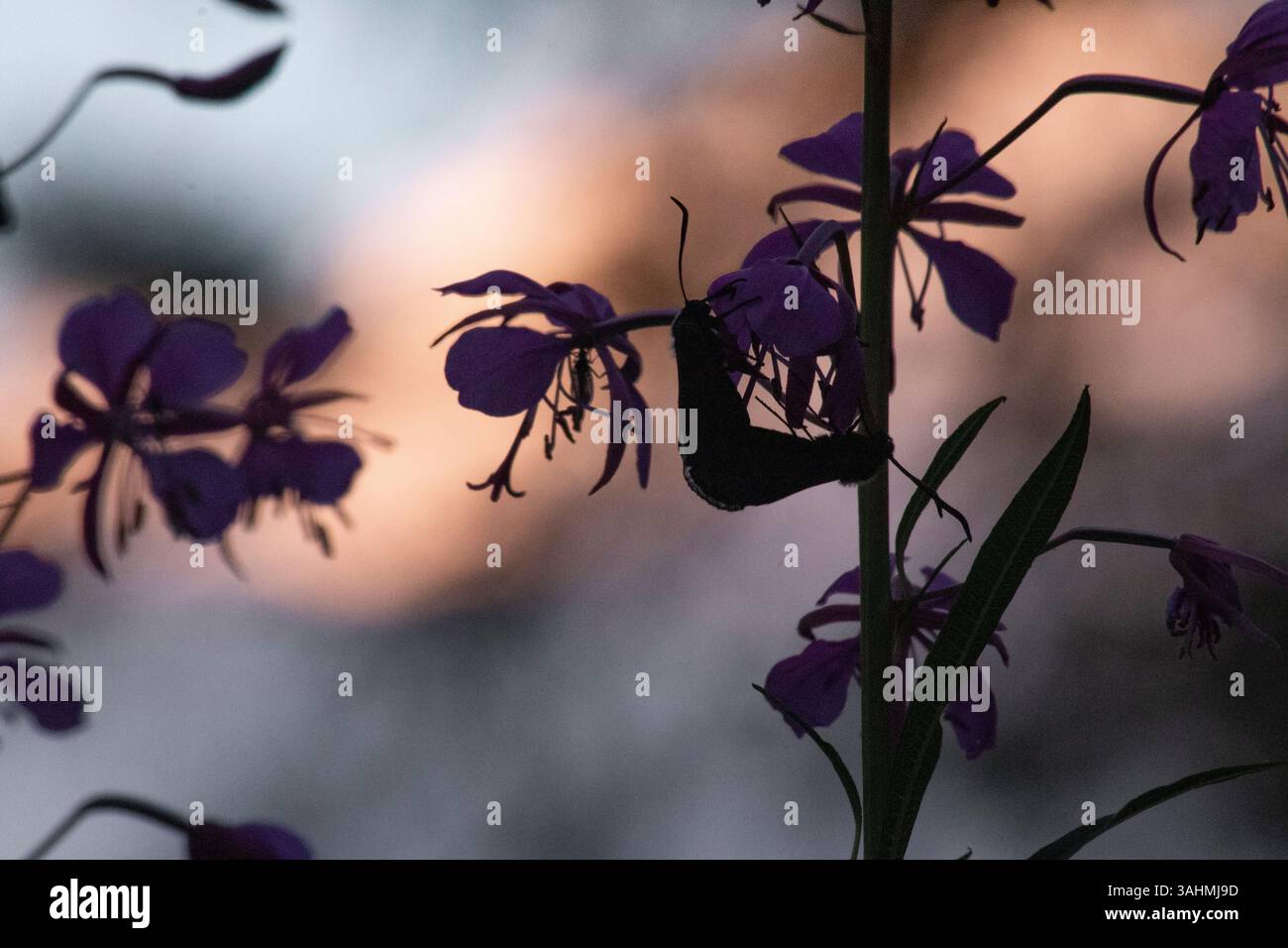 Mating Burnet Moths at Alpine Twilight Stock Photo - Alamy