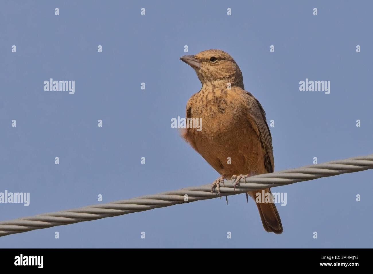 Rufous-tailed Lark (Ammomanes phoenicura), on a wire against the blue ...