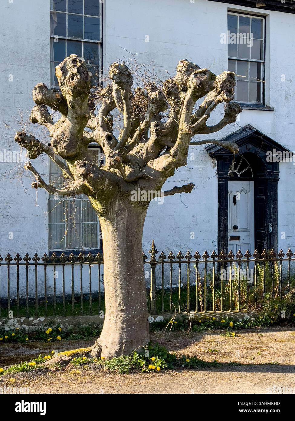 A heavily pollarded old copper beech tree, Fagus sylvatica f. purpurea ...