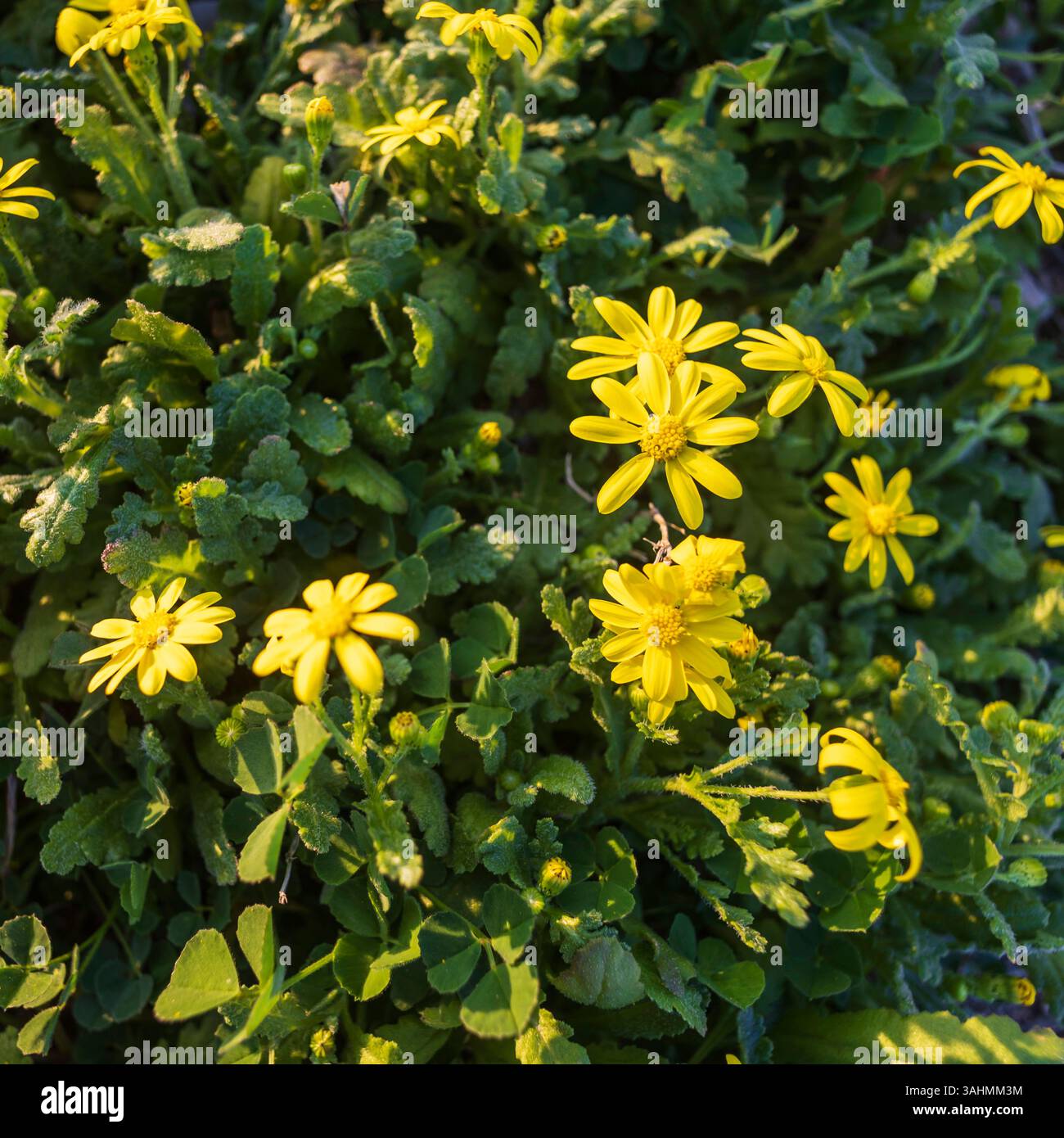 Senecio vernalis is a European species of Senecio, an annual plant ...